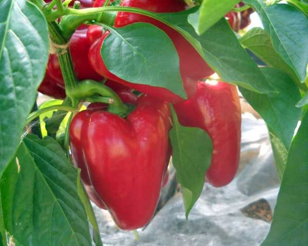 Як виростити соковитий солодкий перець ці правила догляду допоможуть зібрати небувалий врожай